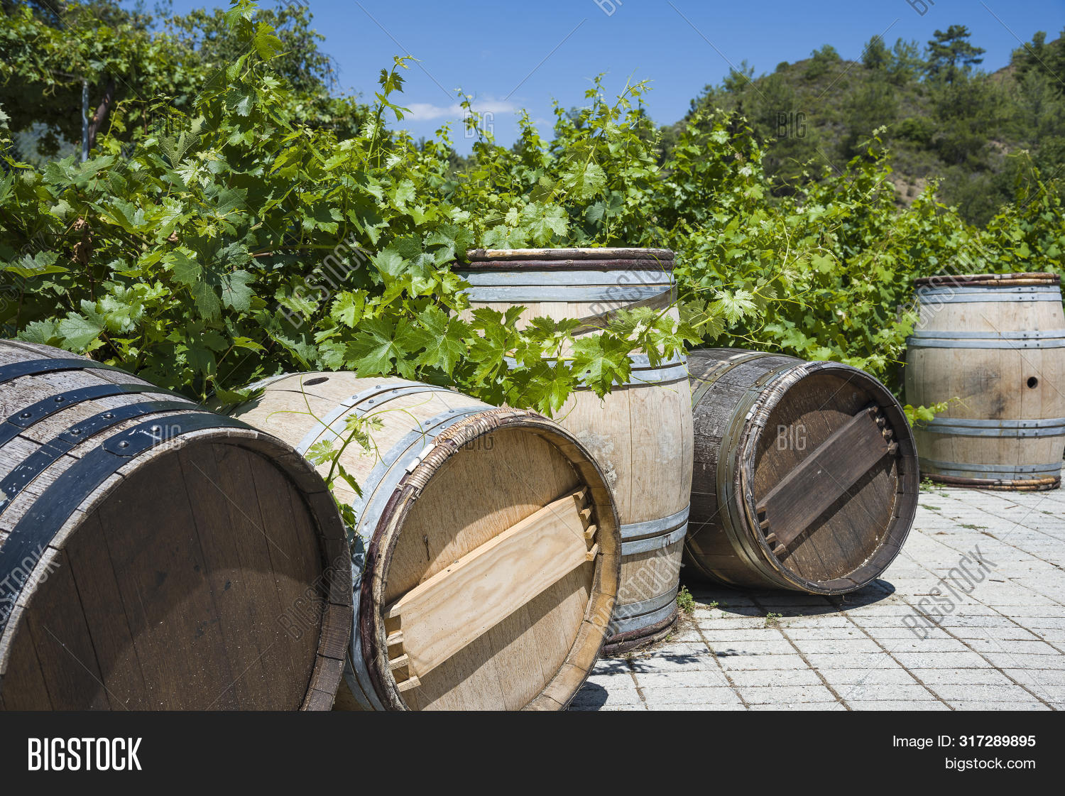Wine Barrels Vineyards Image & Photo (Free Trial) | Bigstock