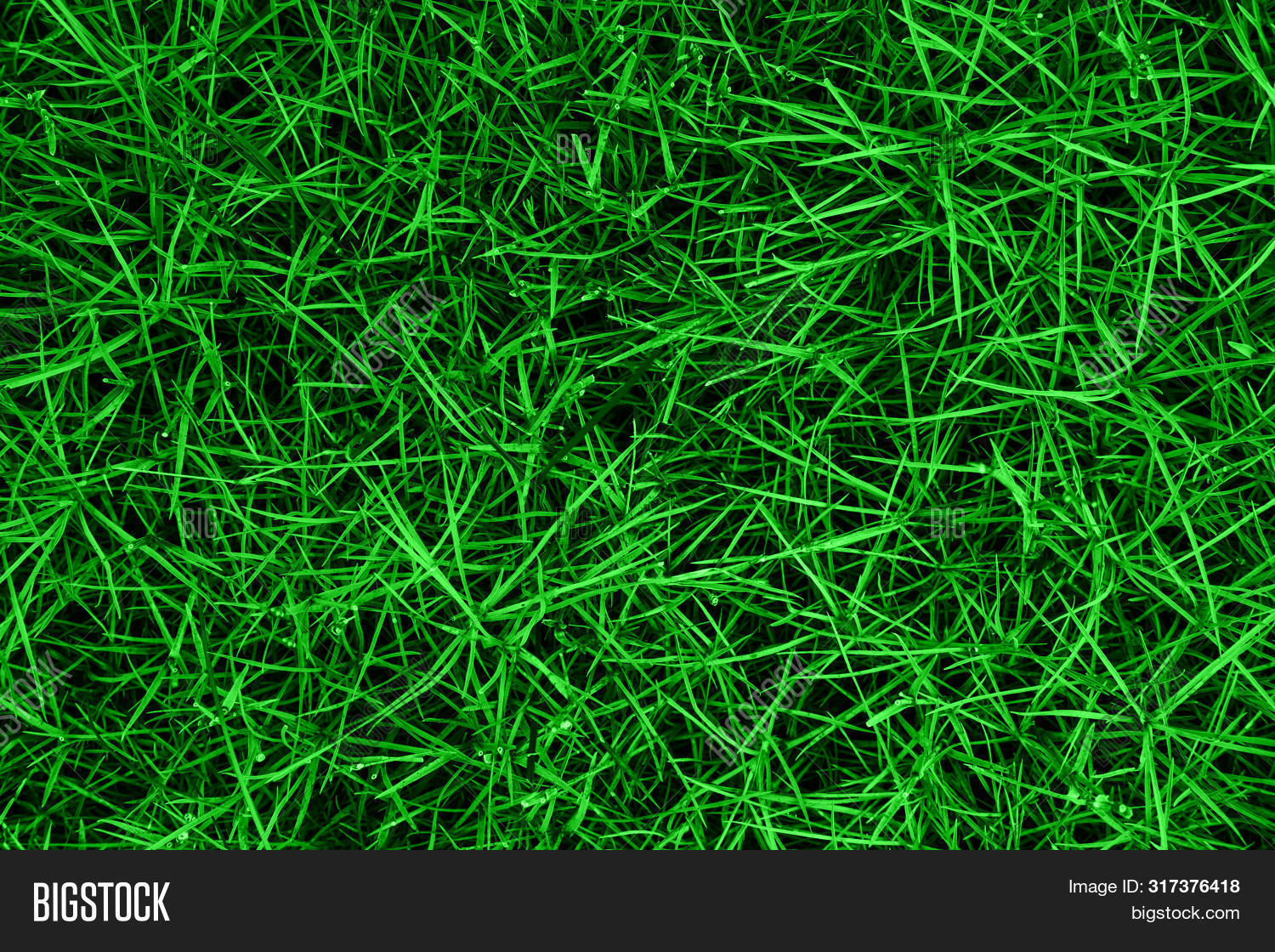 Grass Top View Image & Photo (Free Trial) | Bigstock