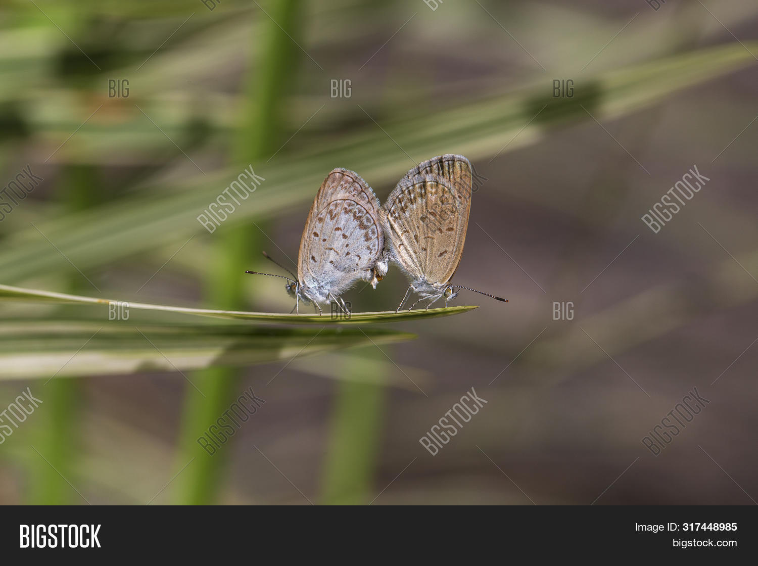 Mating Pair Small Image & Photo (Free Trial) | Bigstock