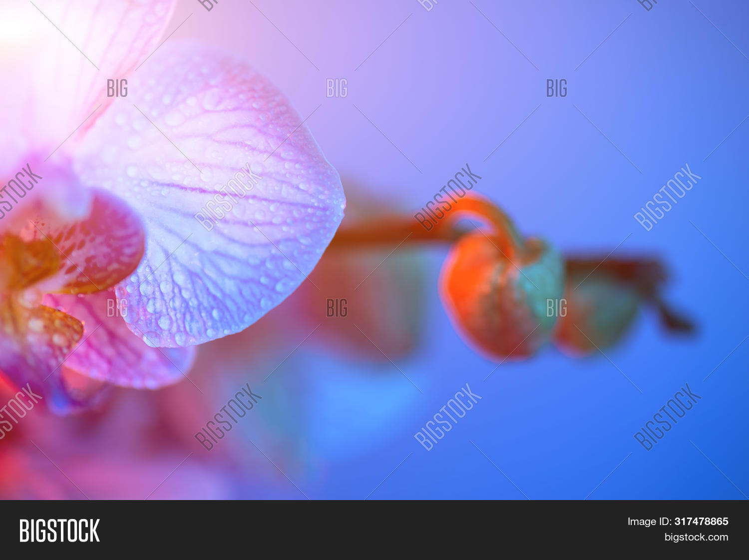 Delicate Pink Orchid Image & Photo (Free Trial) | Bigstock