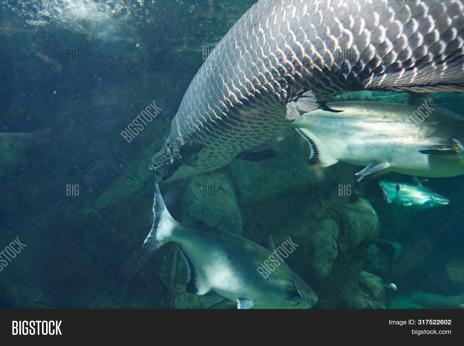 Arapaima (arapaima Image & Photo (Free Trial) | Bigstock