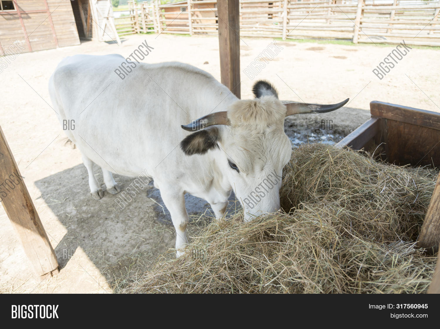 White Cow Chewing Hay Image & Photo (Free Trial) | Bigstock