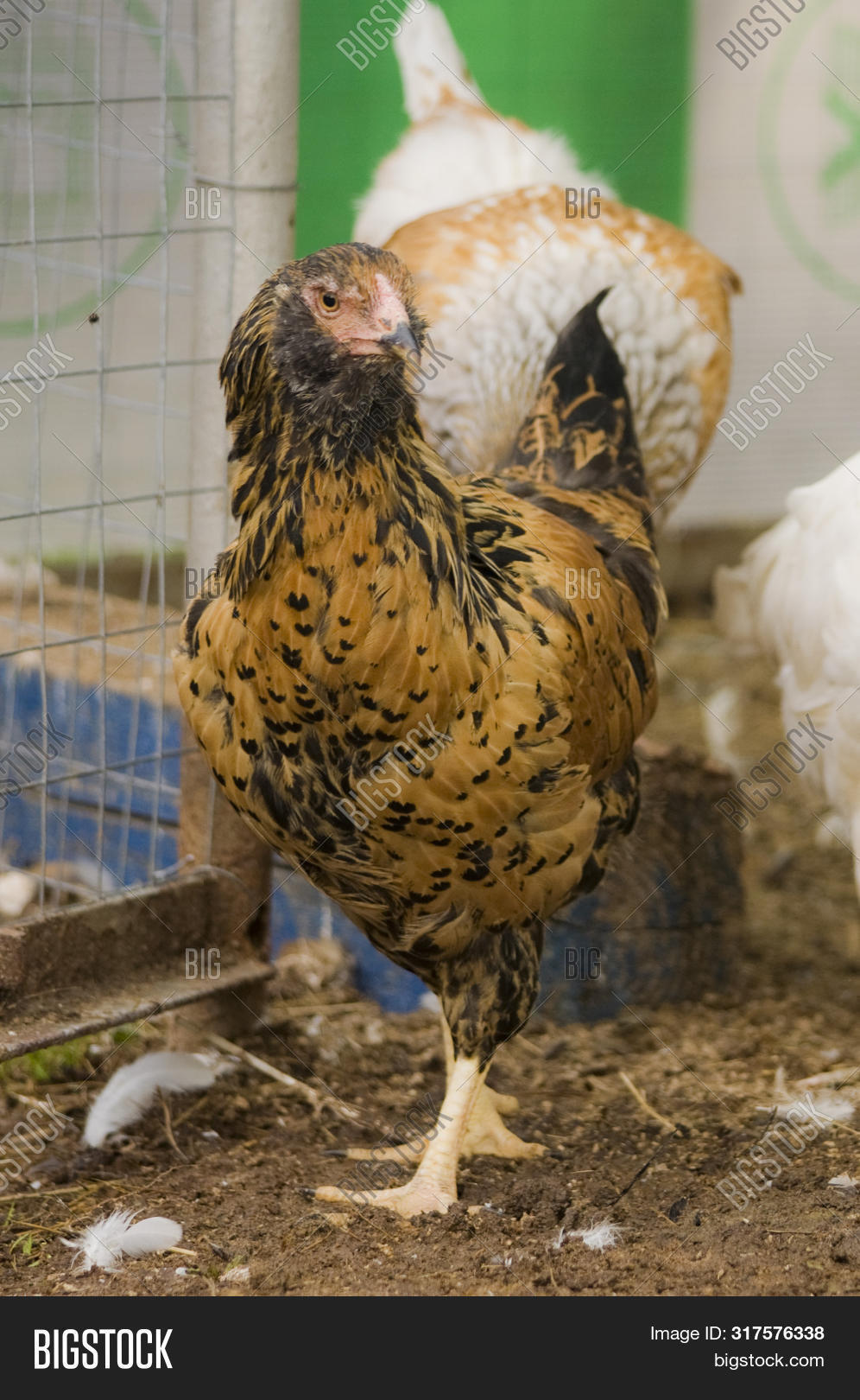 Photo Motley Chicken Image & Photo (Free Trial) | Bigstock
