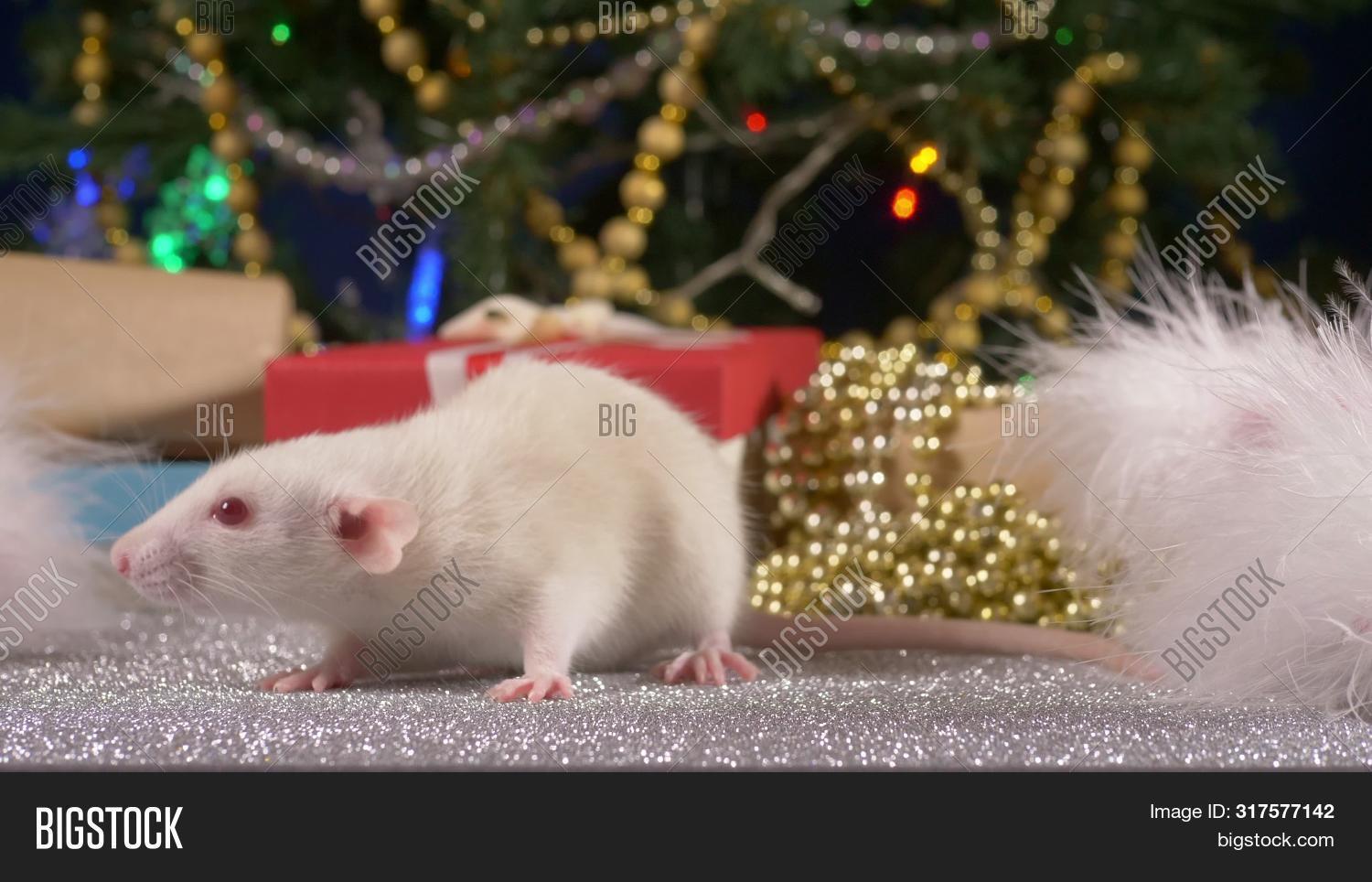 Little White Rat On Image & Photo (Free Trial) | Bigstock