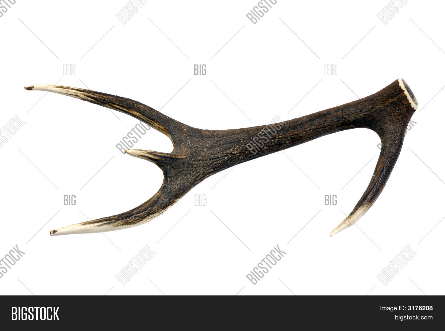 Red Deer Antler Image & Photo (Free Trial) | Bigstock