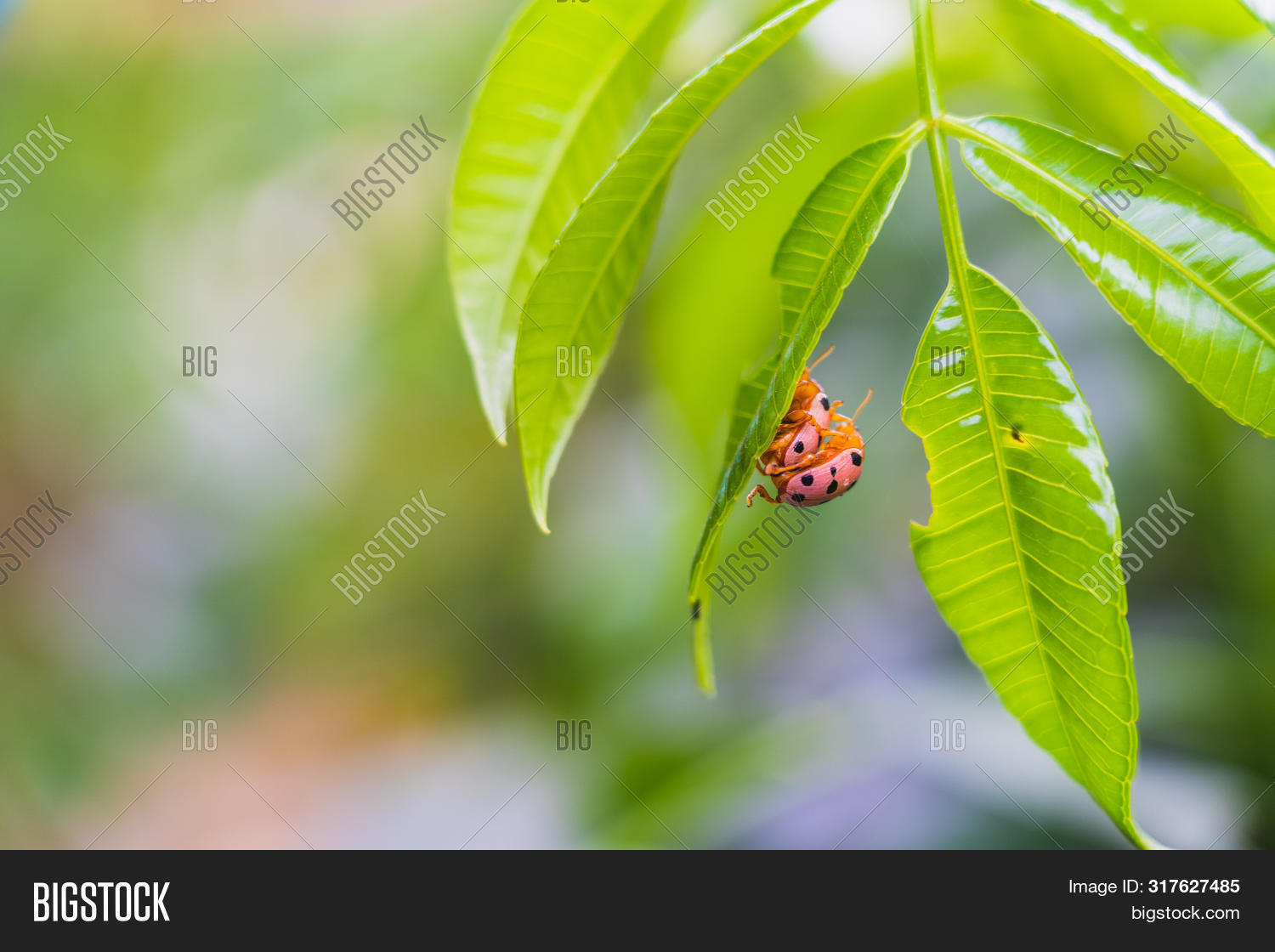 Lady Bug Couple Making Image & Photo (Free Trial) | Bigstock