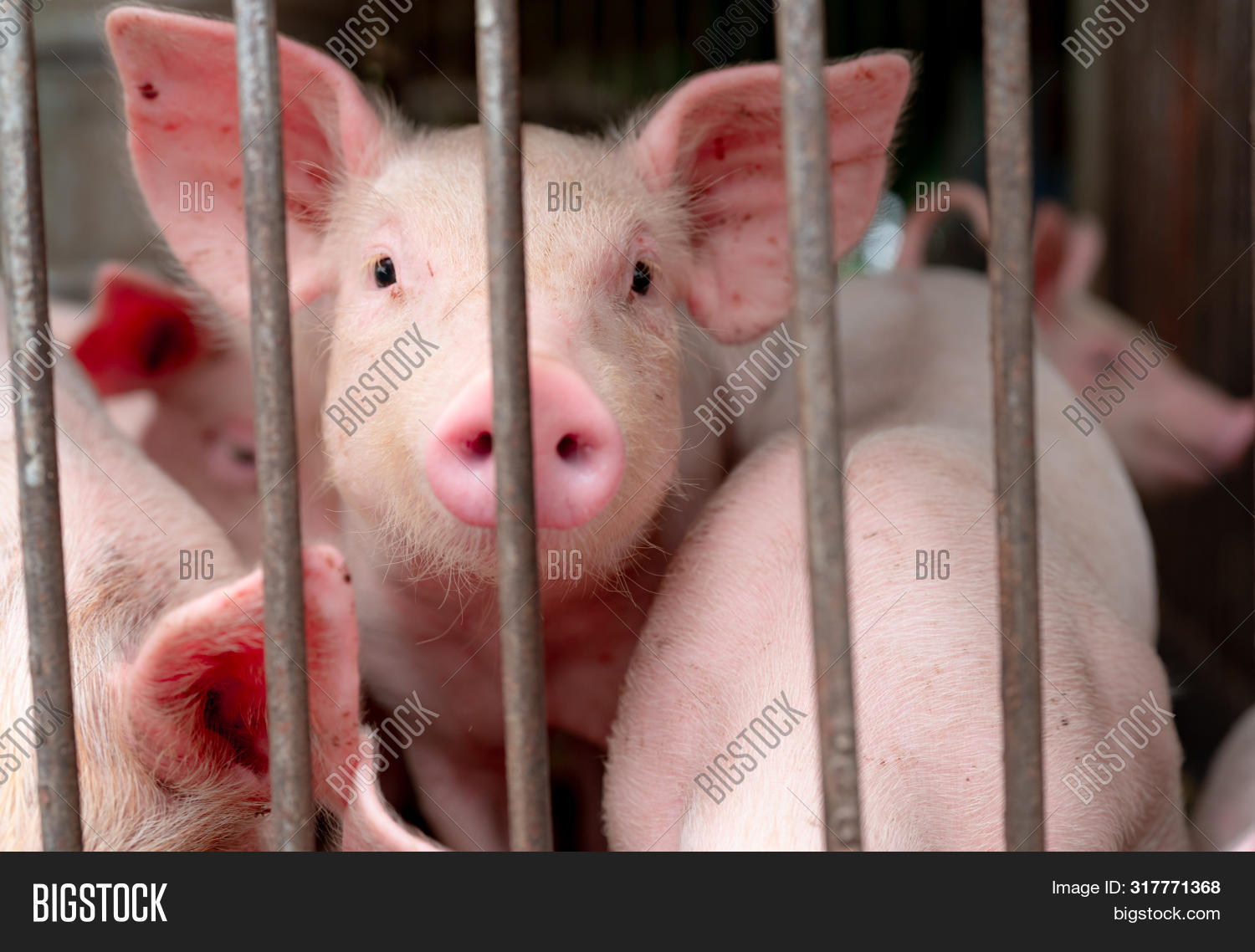 Cute Piglet Farm. Image & Photo (Free Trial) | Bigstock