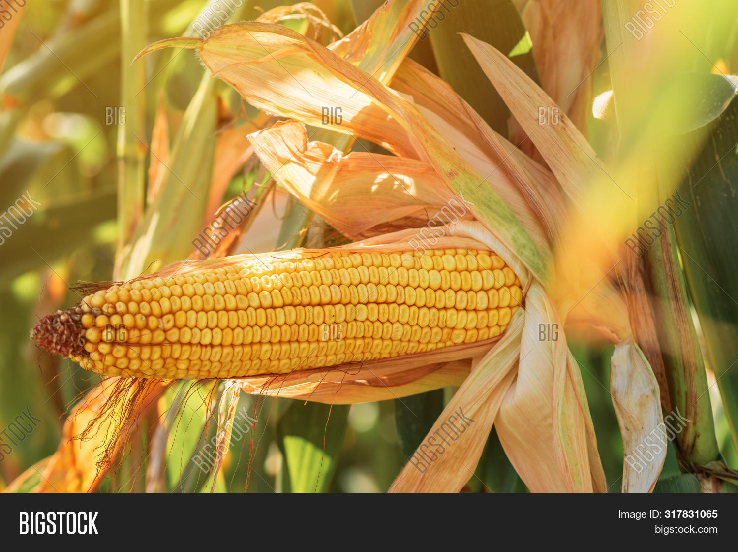 Imagen y foto Ripe Maize Corn On (prueba gratis) | Bigstock