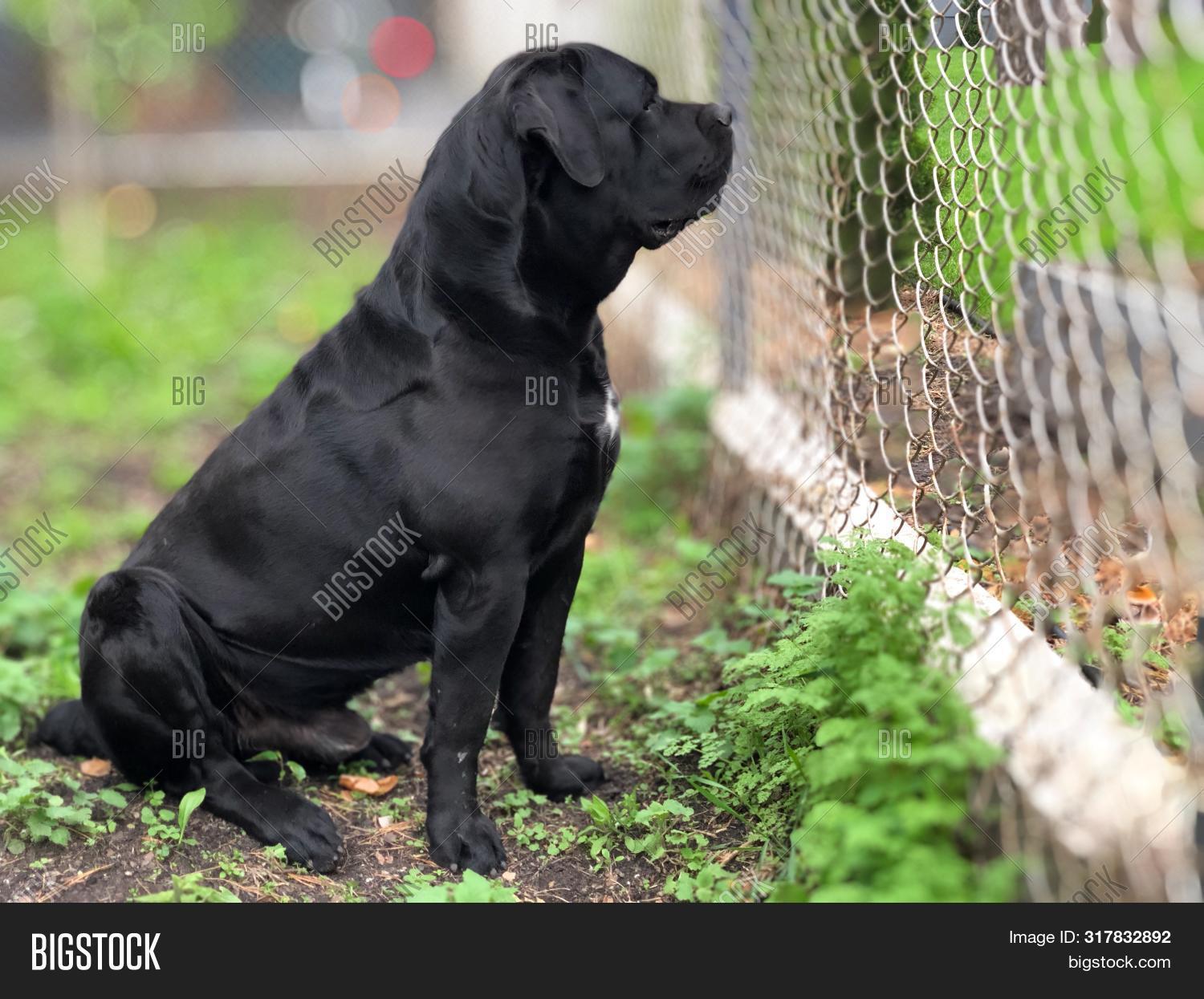 Dog Cane Corso Image & Photo (Free Trial) | Bigstock