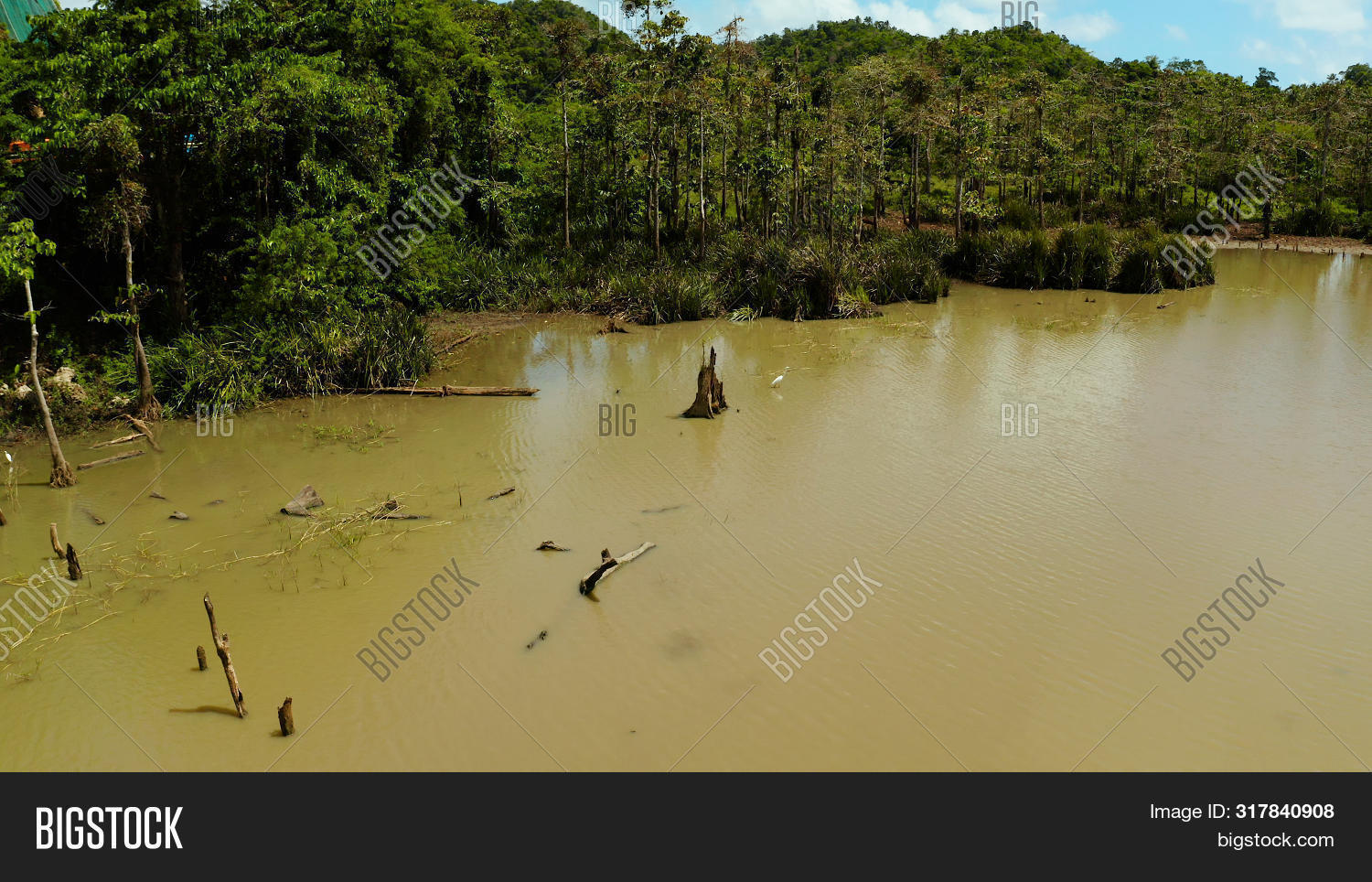 Marshland Jungle. Image & Photo (Free Trial) | Bigstock