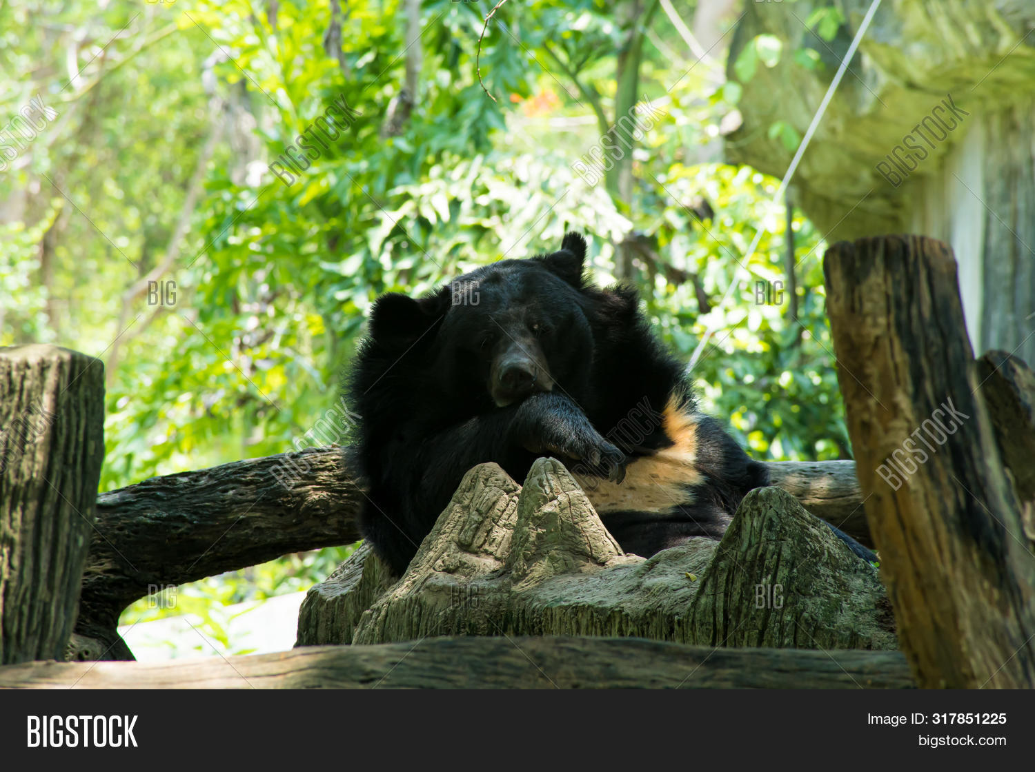 Bear Sleeping Tree. Image & Photo (Free Trial) | Bigstock