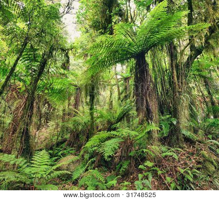 New Zealand Native Image & Photo (Free Trial) | Bigstock