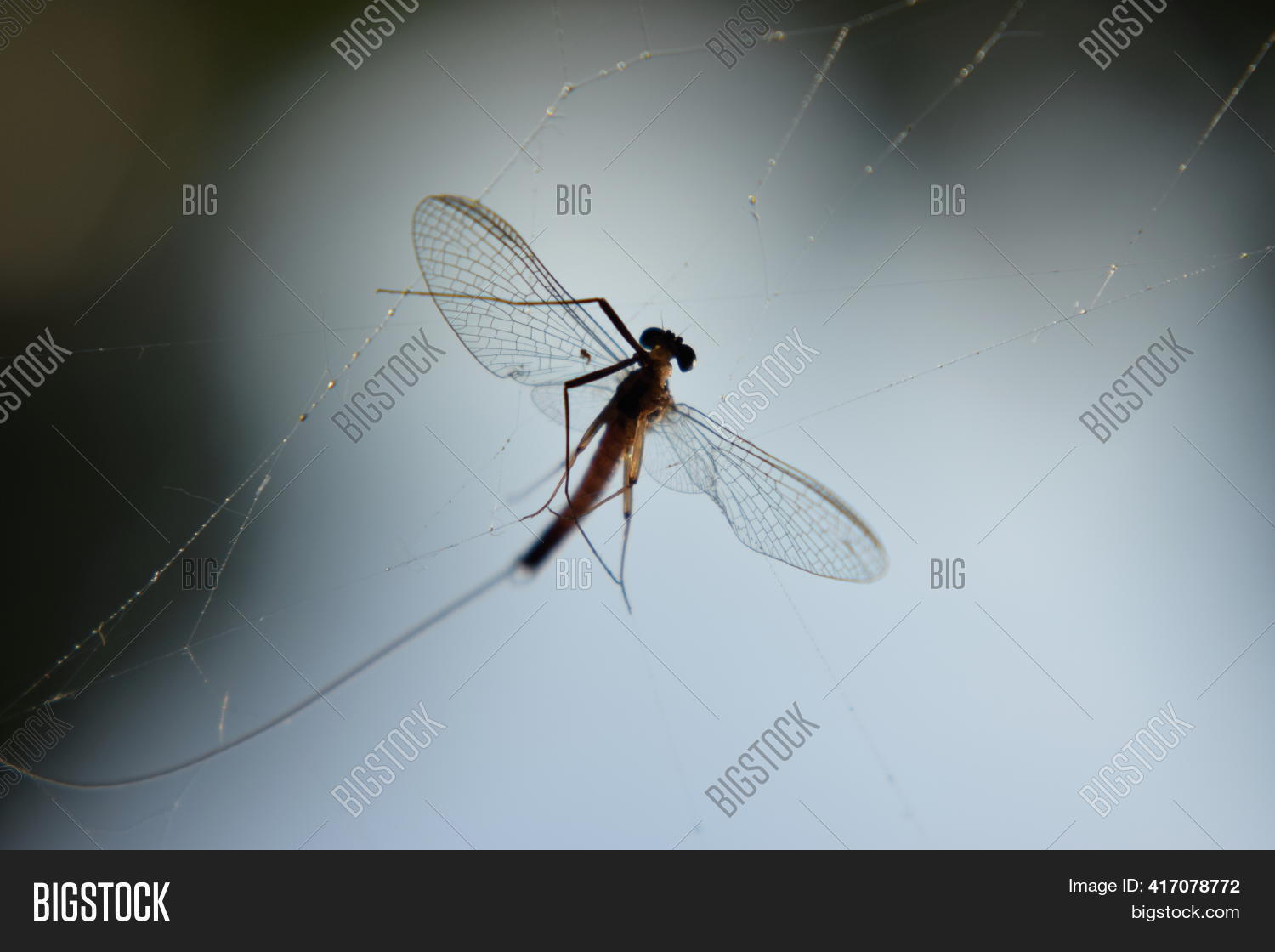 Dead Mayfly Caught Image & Photo (Free Trial) | Bigstock