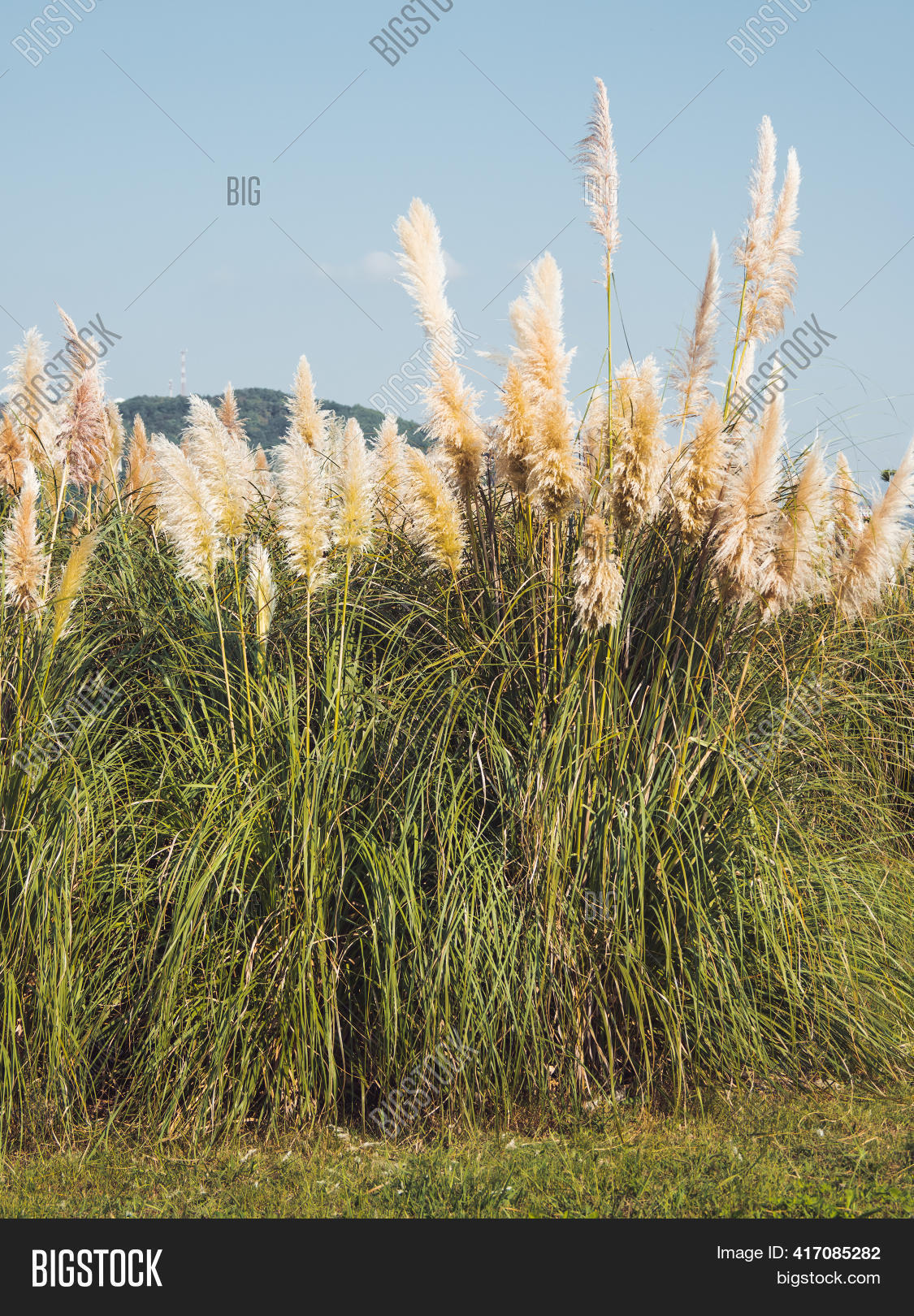 Pampas Grass Image & Photo (Free Trial) | Bigstock