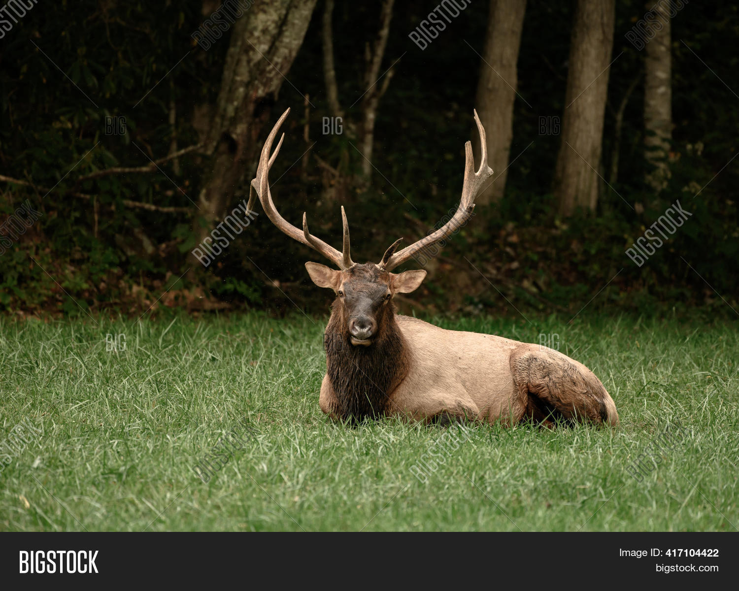 Sitting Bull Elk Image & Photo (Free Trial) | Bigstock