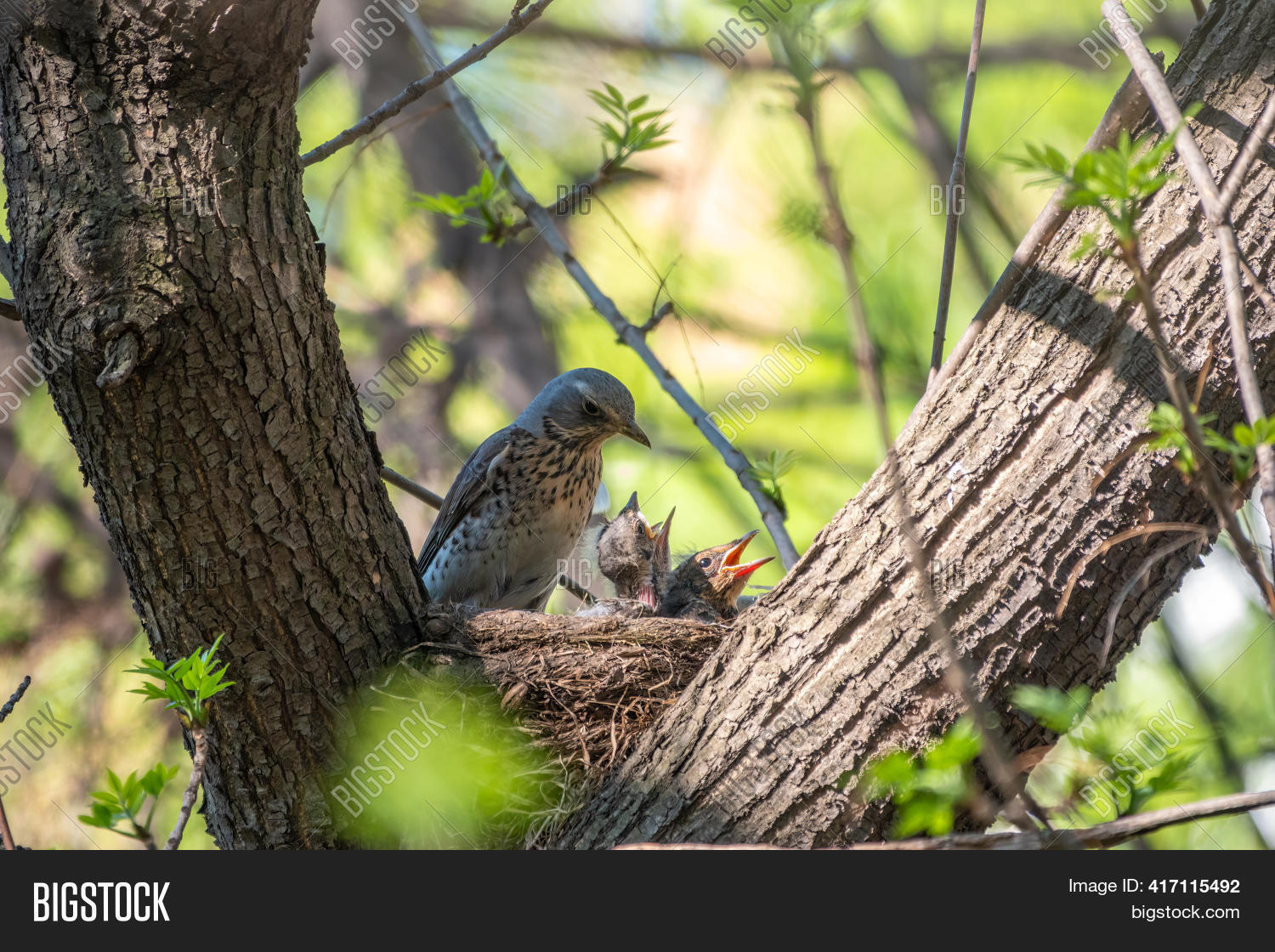 Thrush Fieldfare, Image & Photo (Free Trial) | Bigstock