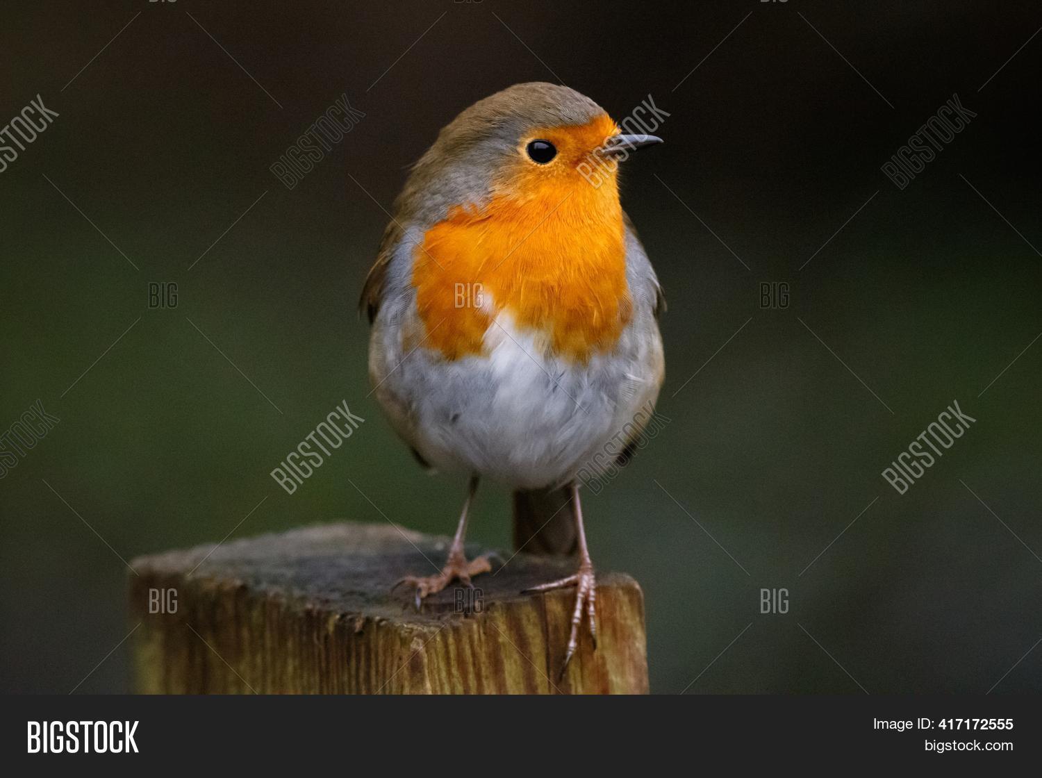 Closeup European Robin Image & Photo (Free Trial) | Bigstock