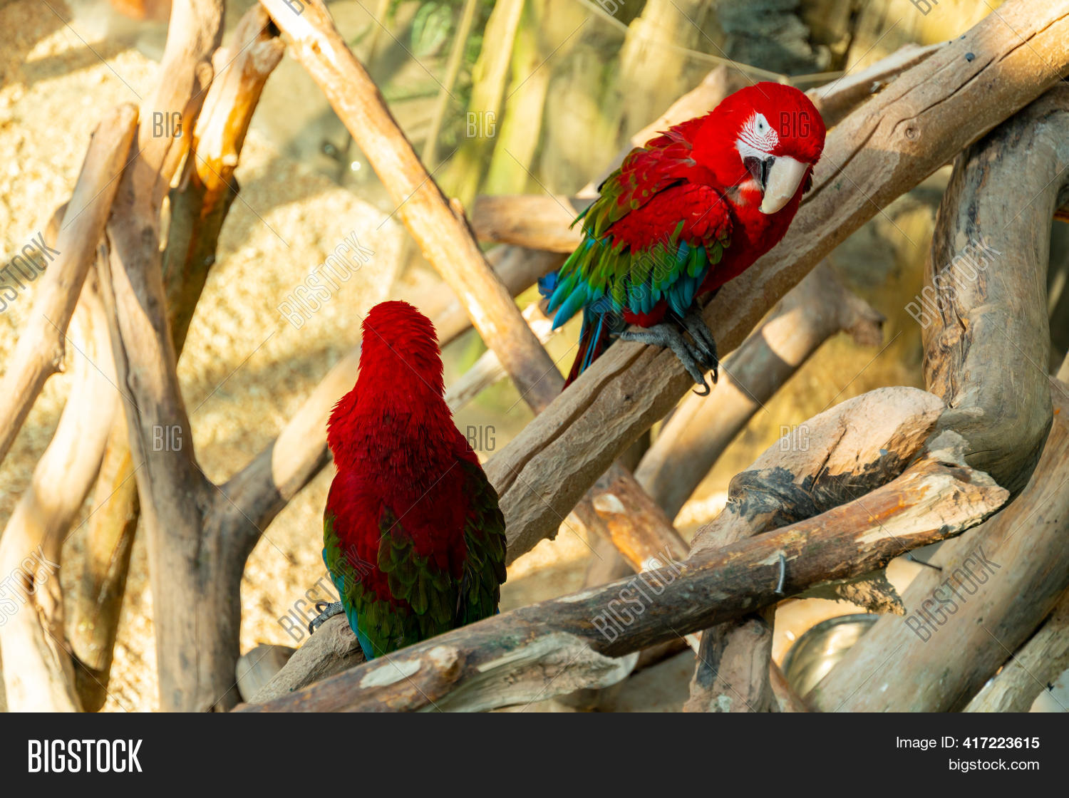 Flock Red Macaw Parrot Image & Photo (Free Trial) | Bigstock