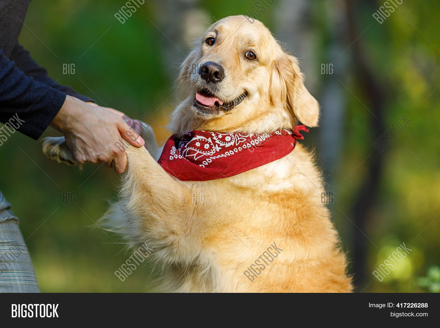 Adult Dog's Paws That Image & Photo (Free Trial) | Bigstock