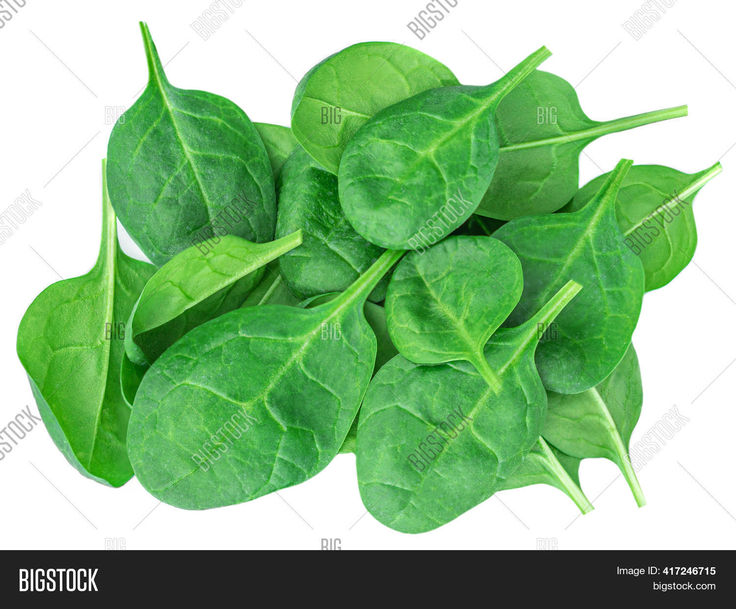 Spinach Leaves Image & Photo (Free Trial) | Bigstock