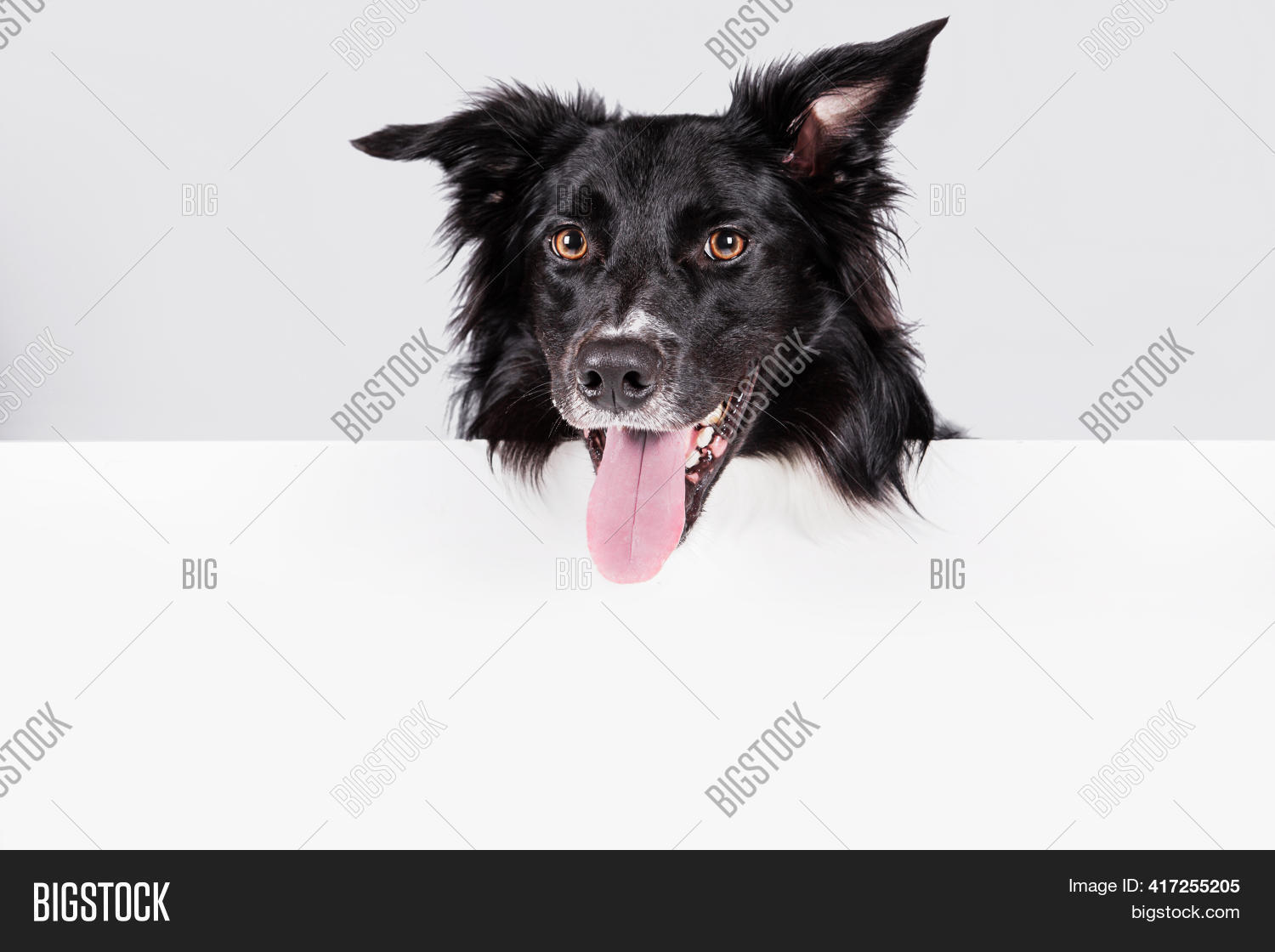 Happy Border Collie Image & Photo (Free Trial) | Bigstock