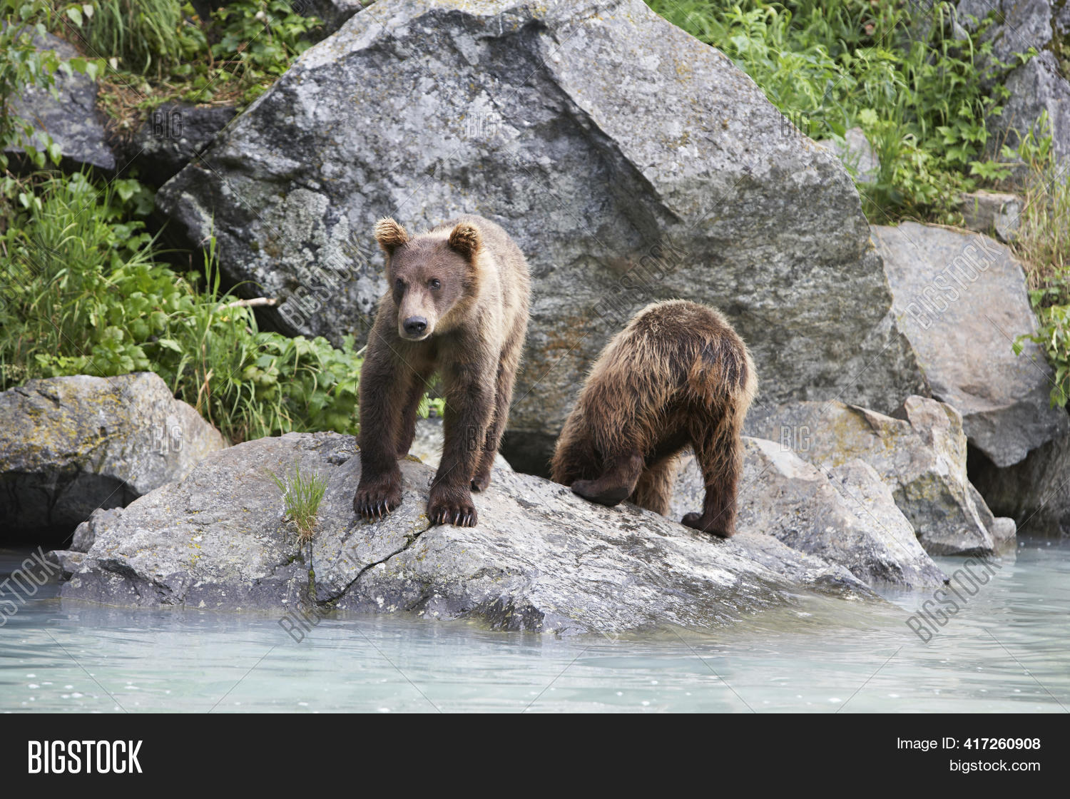 Big Brown Bear. Image & Photo (Free Trial) | Bigstock