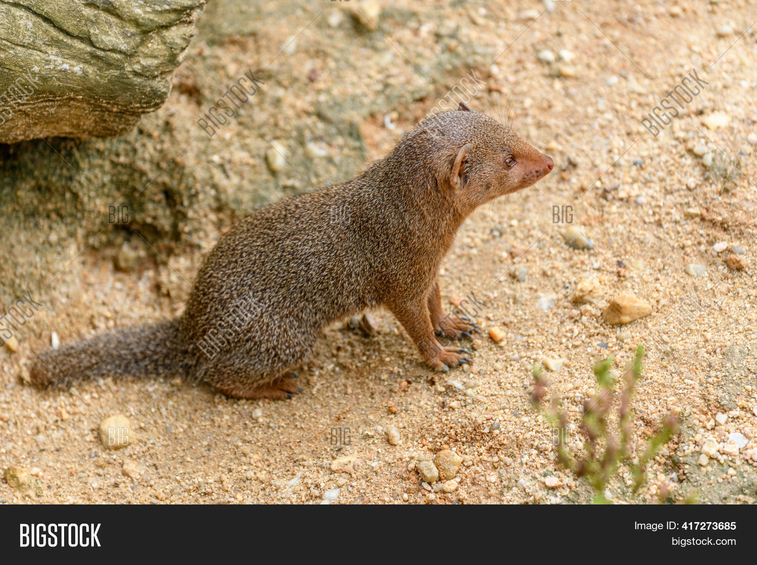 Dwarf Mongoose Image & Photo (Free Trial) | Bigstock