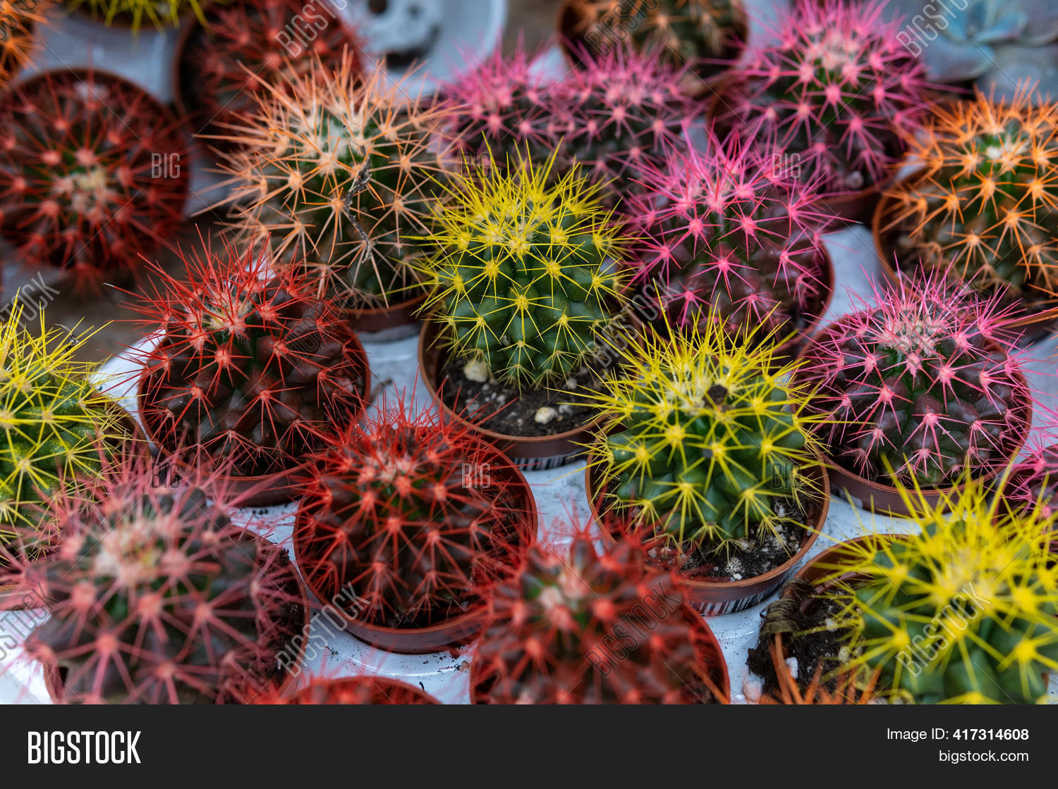 Colorful Cactus Image & Photo (Free Trial) | Bigstock