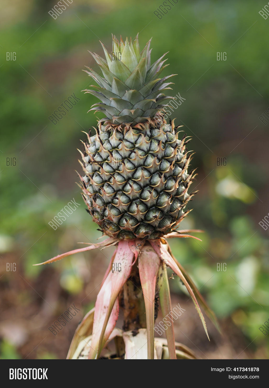 Pineapple Tree Bearing Image & Photo (Free Trial) | Bigstock