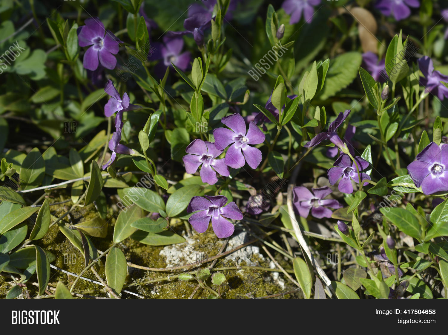 Lesser Periwinkle Image & Photo (Free Trial) | Bigstock