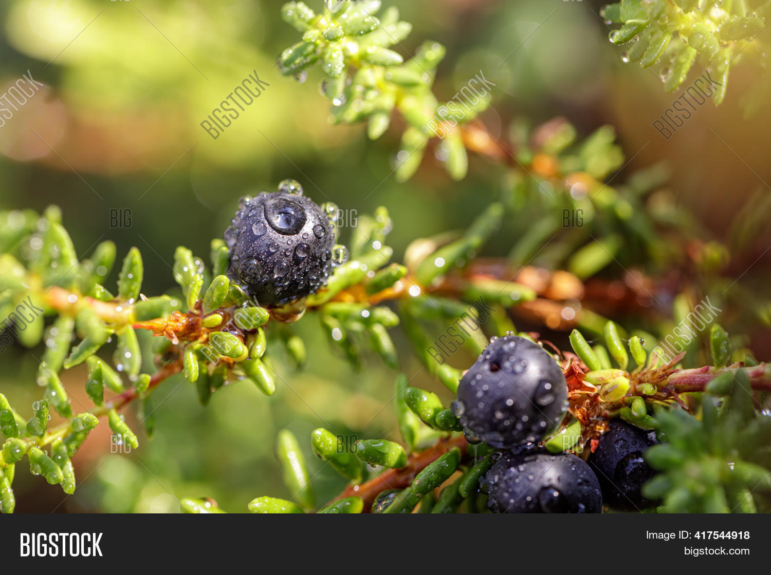 Blueberry Antioxidants Image & Photo (Free Trial) | Bigstock