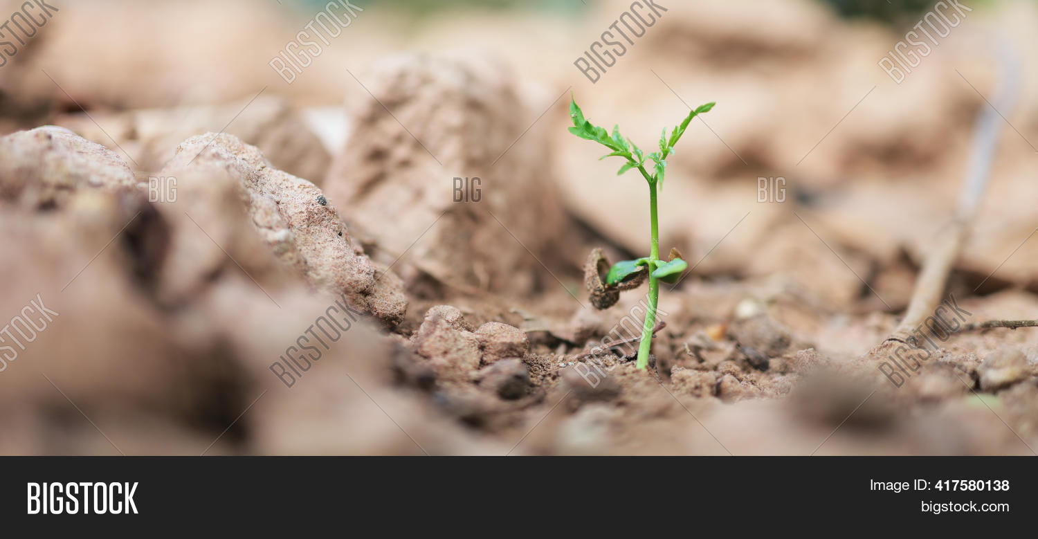 Sapling Tree Grows Image & Photo (Free Trial) | Bigstock