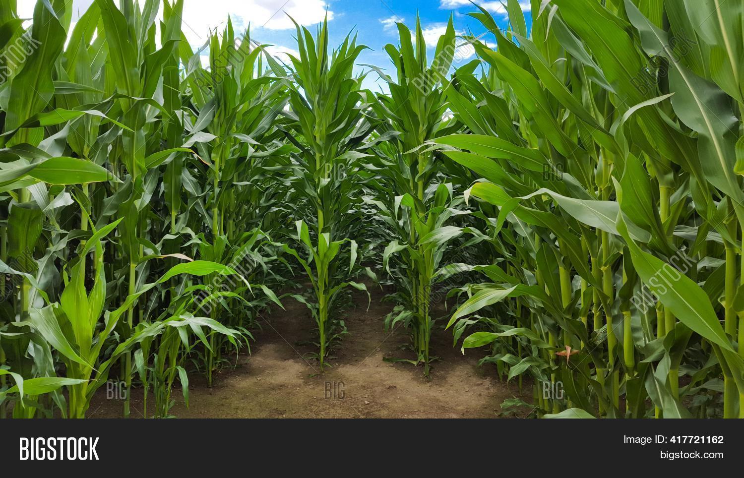 Front View Corn Field Image & Photo (Free Trial) | Bigstock