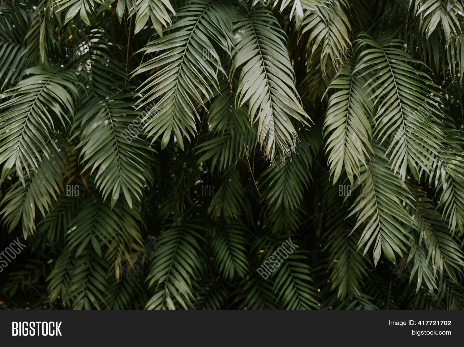 Texture Palm Tree Image & Photo (Free Trial) | Bigstock