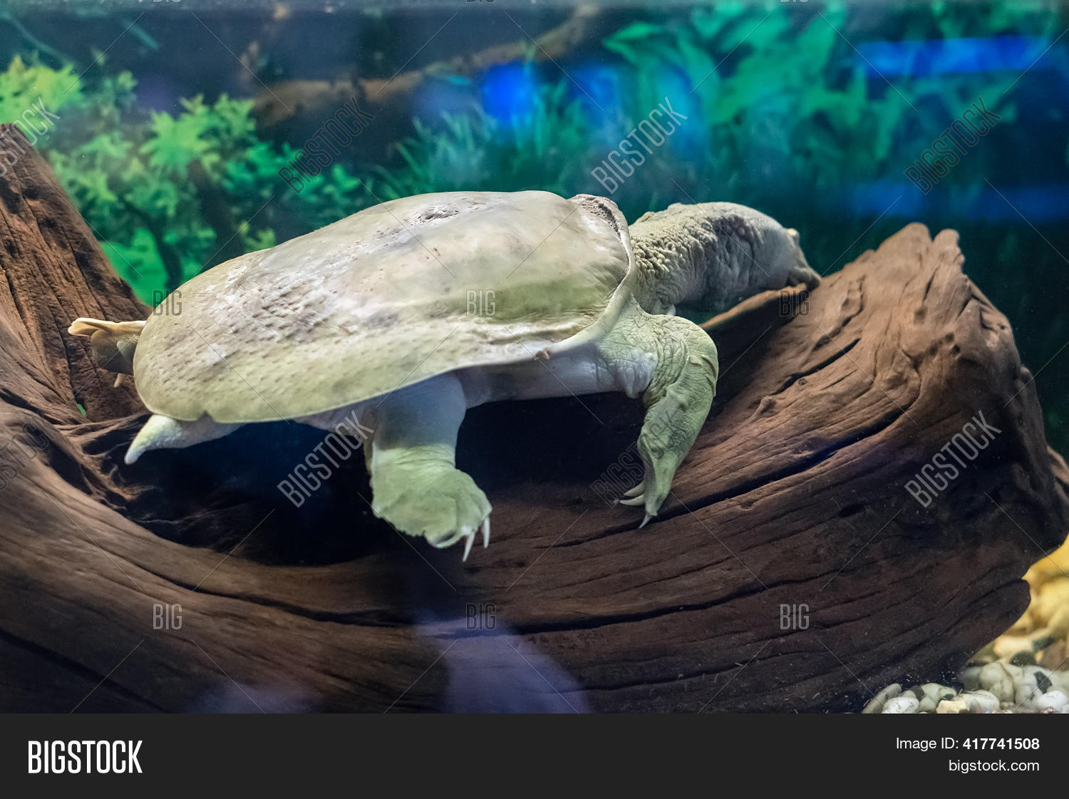 Chinese Trionyx Turtle Image & Photo (Free Trial) | Bigstock