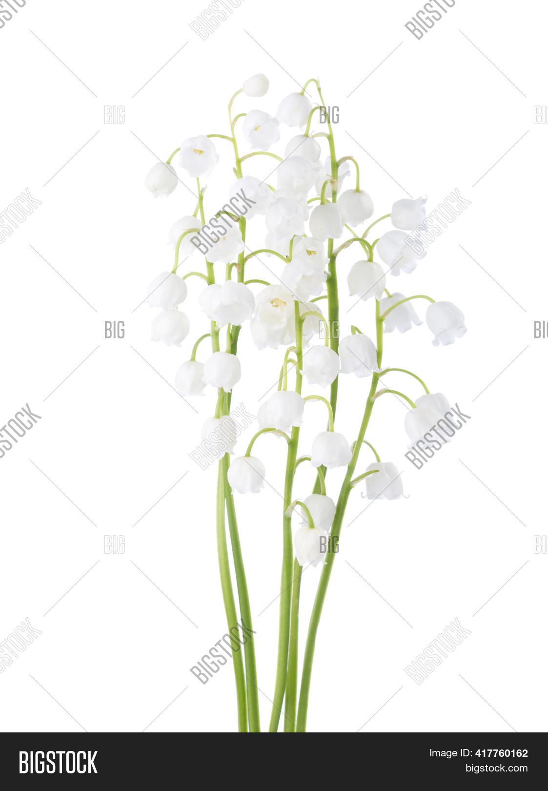 Five Flowers Lily Image & Photo (Free Trial) | Bigstock
