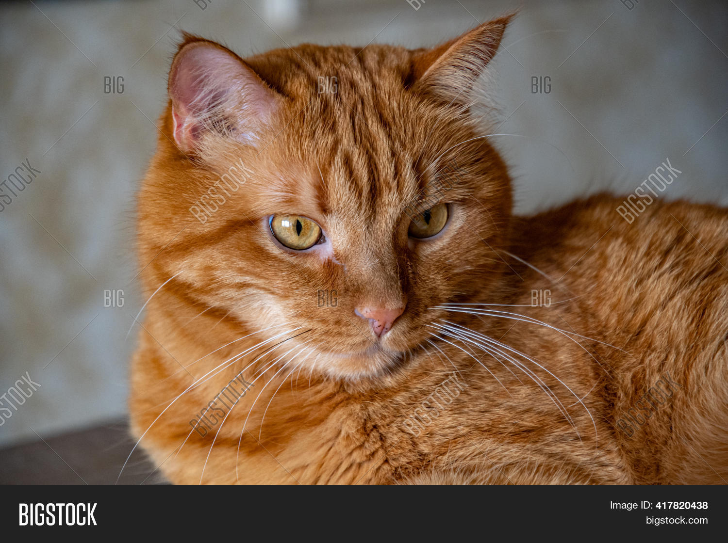Ginger Tabby Cat Tiger Image & Photo (Free Trial) | Bigstock