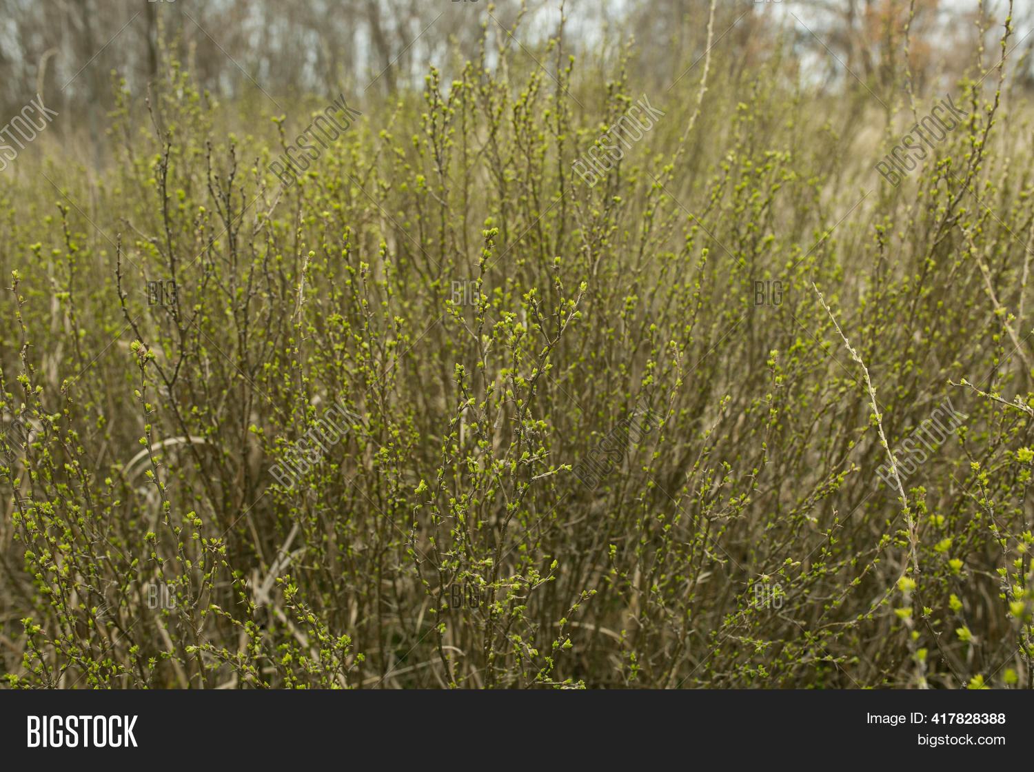 Natural Spring Image & Photo (Free Trial) | Bigstock