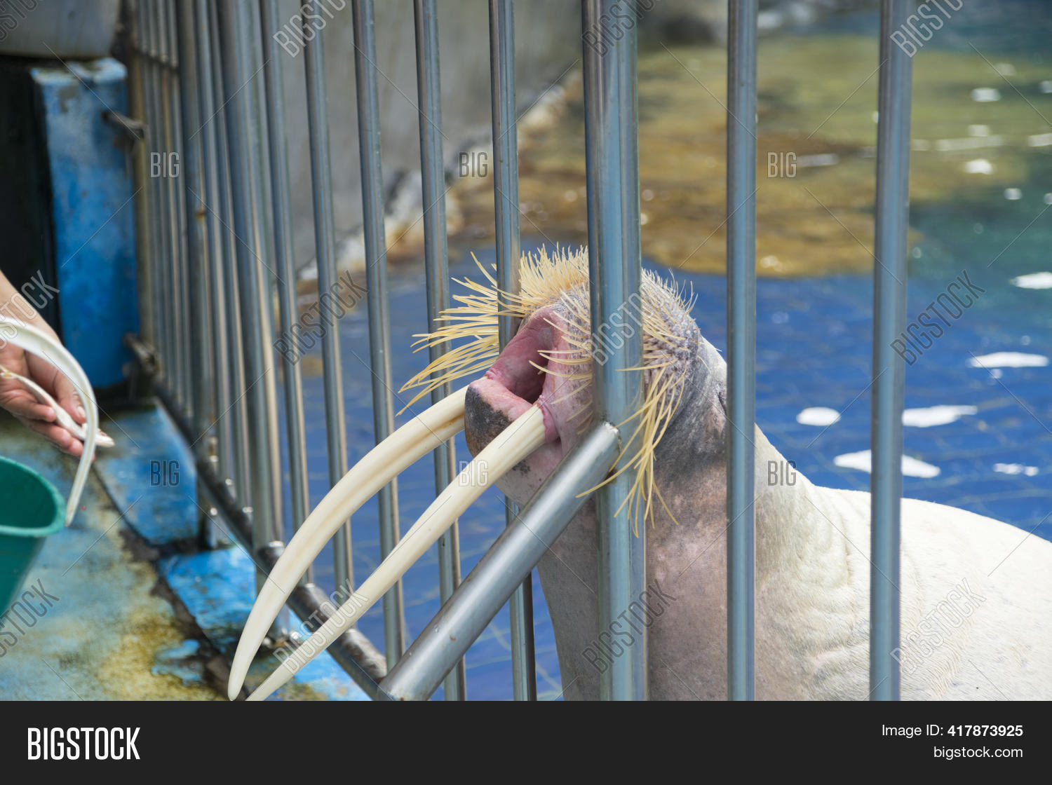 Fat Walrus Pool. Image & Photo (Free Trial) | Bigstock
