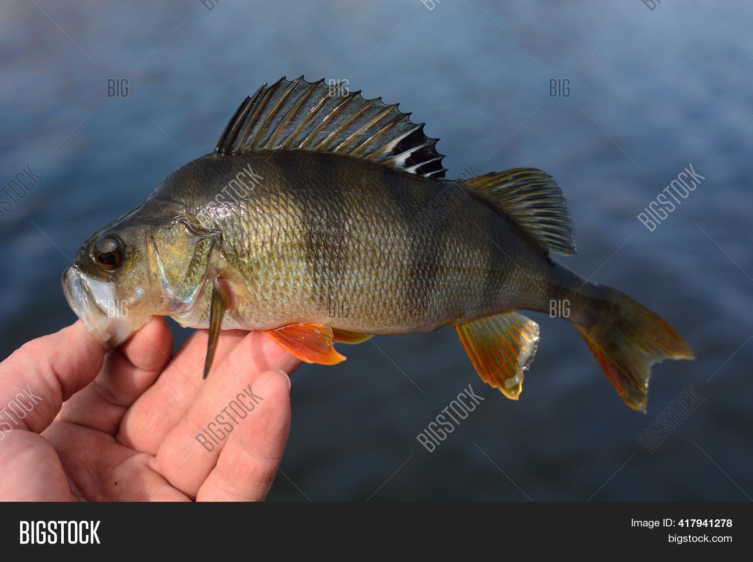 Fishing Perch By Image & Photo (Free Trial) | Bigstock
