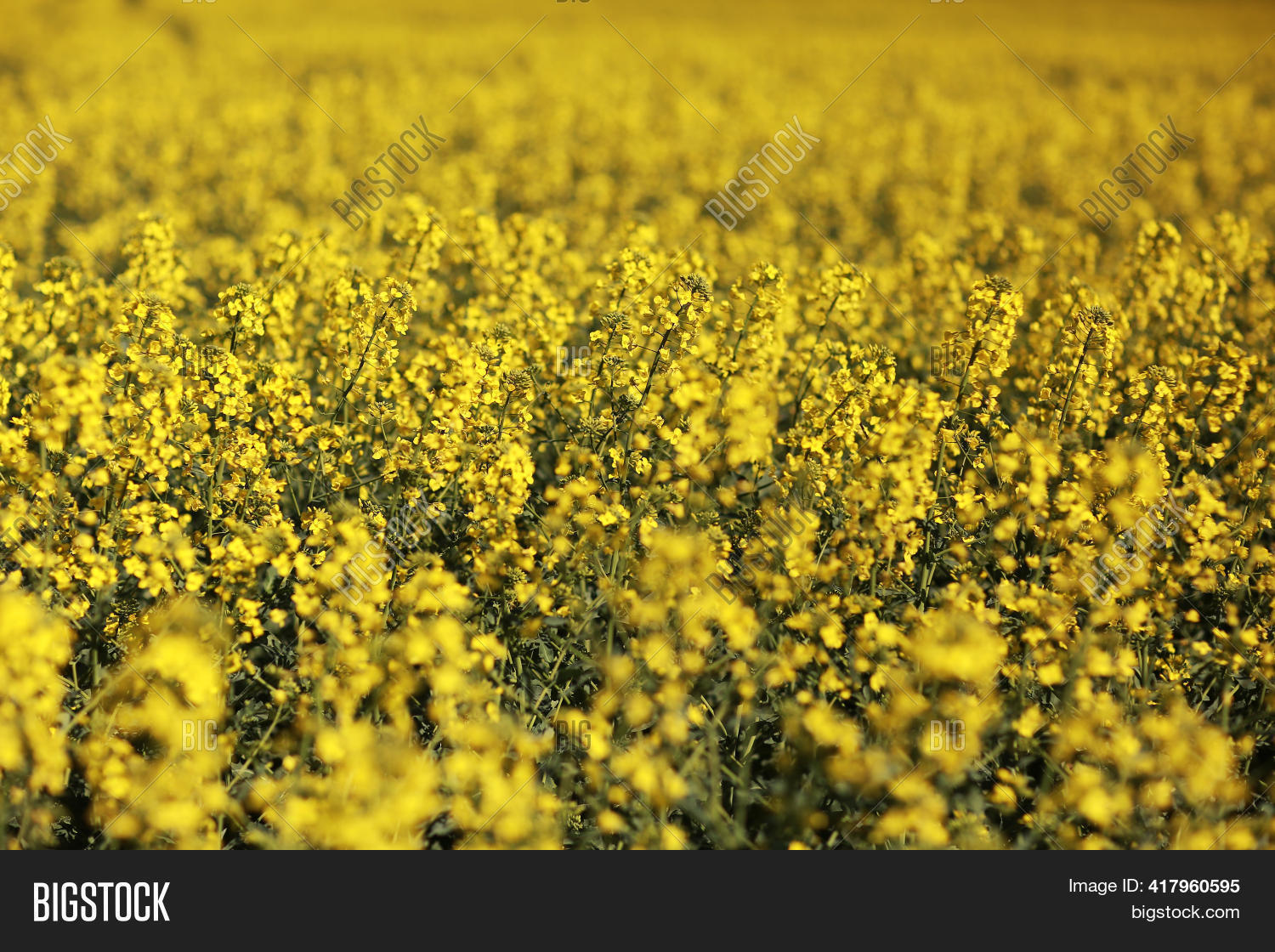 Yellow Rapeseed Field Image & Photo (Free Trial) | Bigstock