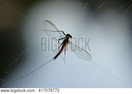 Dead Mayfly Caught Image & Photo (Free Trial) | Bigstock
