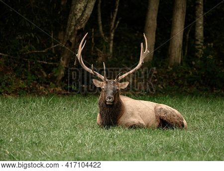 Sitting Bull Elk Image & Photo (Free Trial) | Bigstock