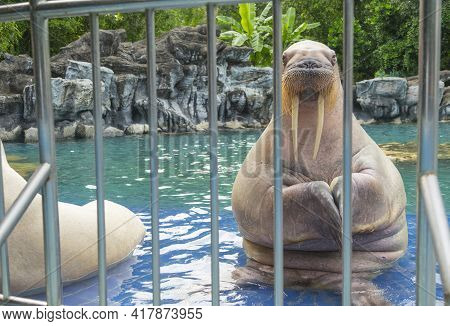 Fat Walrus Pool. Image & Photo (Free Trial) | Bigstock