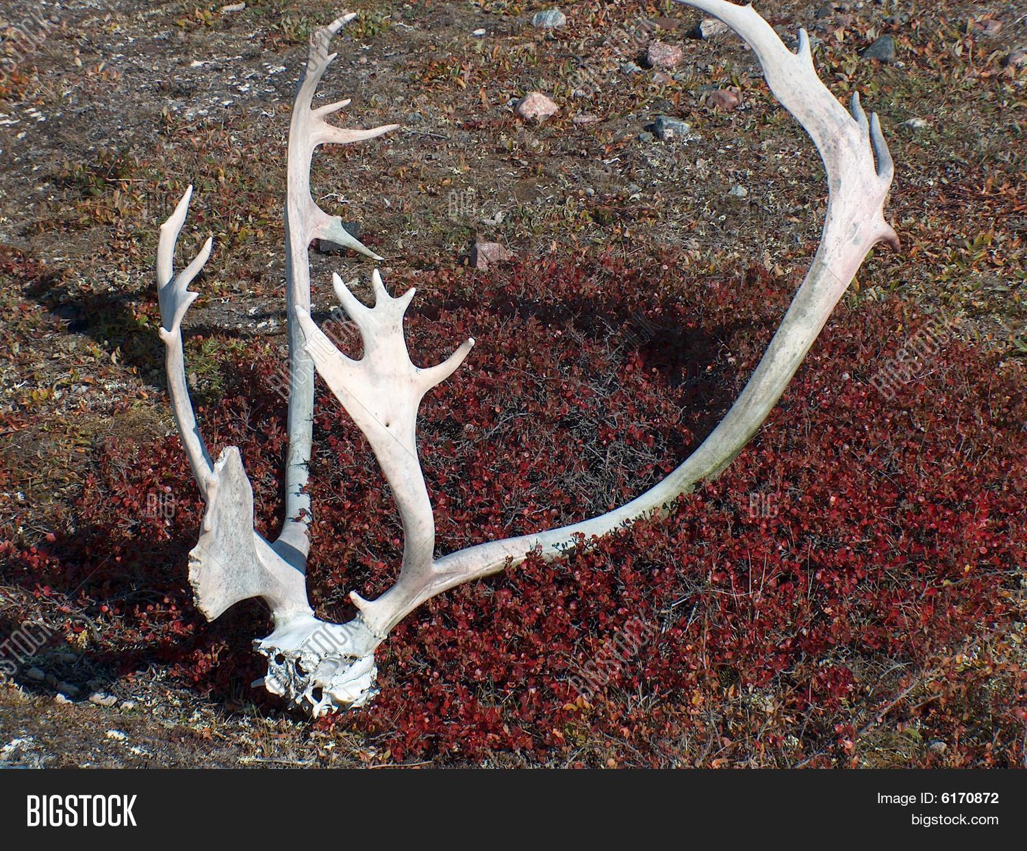 Caribou Rack On Tundra Image & Photo (Free Trial) | Bigstock