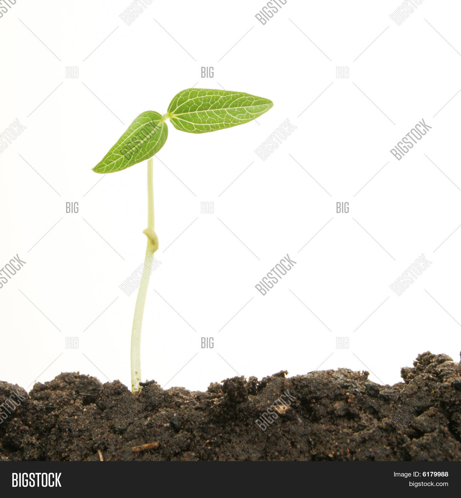 Single Seedling Image & Photo (Free Trial) | Bigstock
