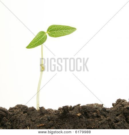 Single Seedling Image & Photo (Free Trial) | Bigstock