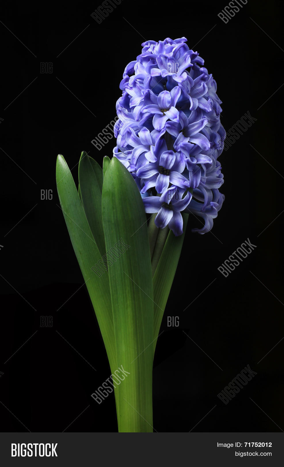 Blue Hyacinth Isolated Image & Photo (Free Trial) | Bigstock