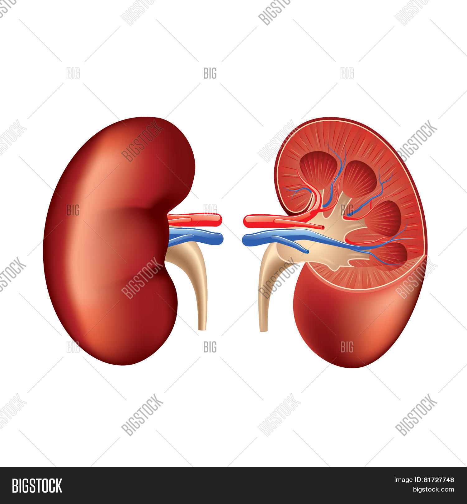 Human Kidney Anatomy Vector & Photo (Free Trial) | Bigstock