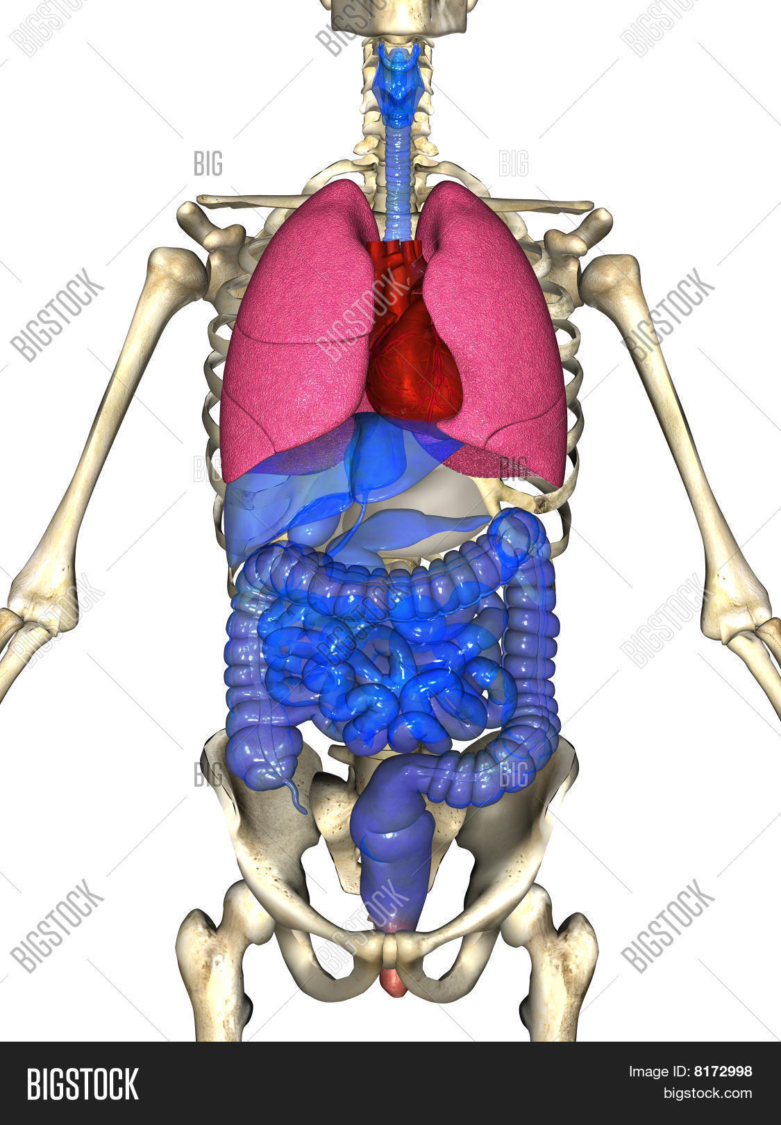 3D Rendering Major Image & Photo (Free Trial) | Bigstock